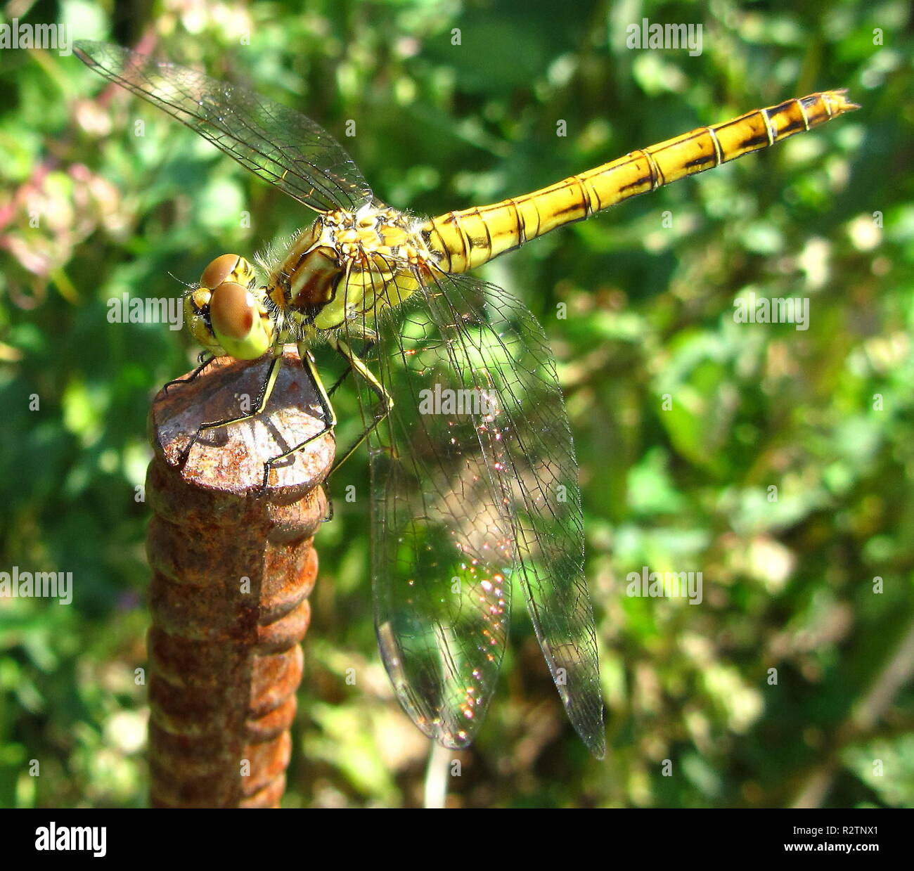 dragonfly while sunbathing Stock Photo - Alamy