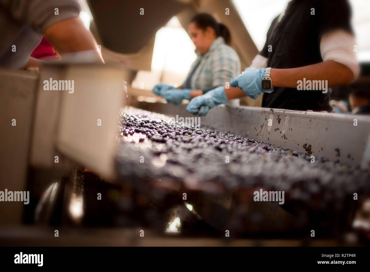 Workers processing grapes at a vineyard Stock Photo - Alamy