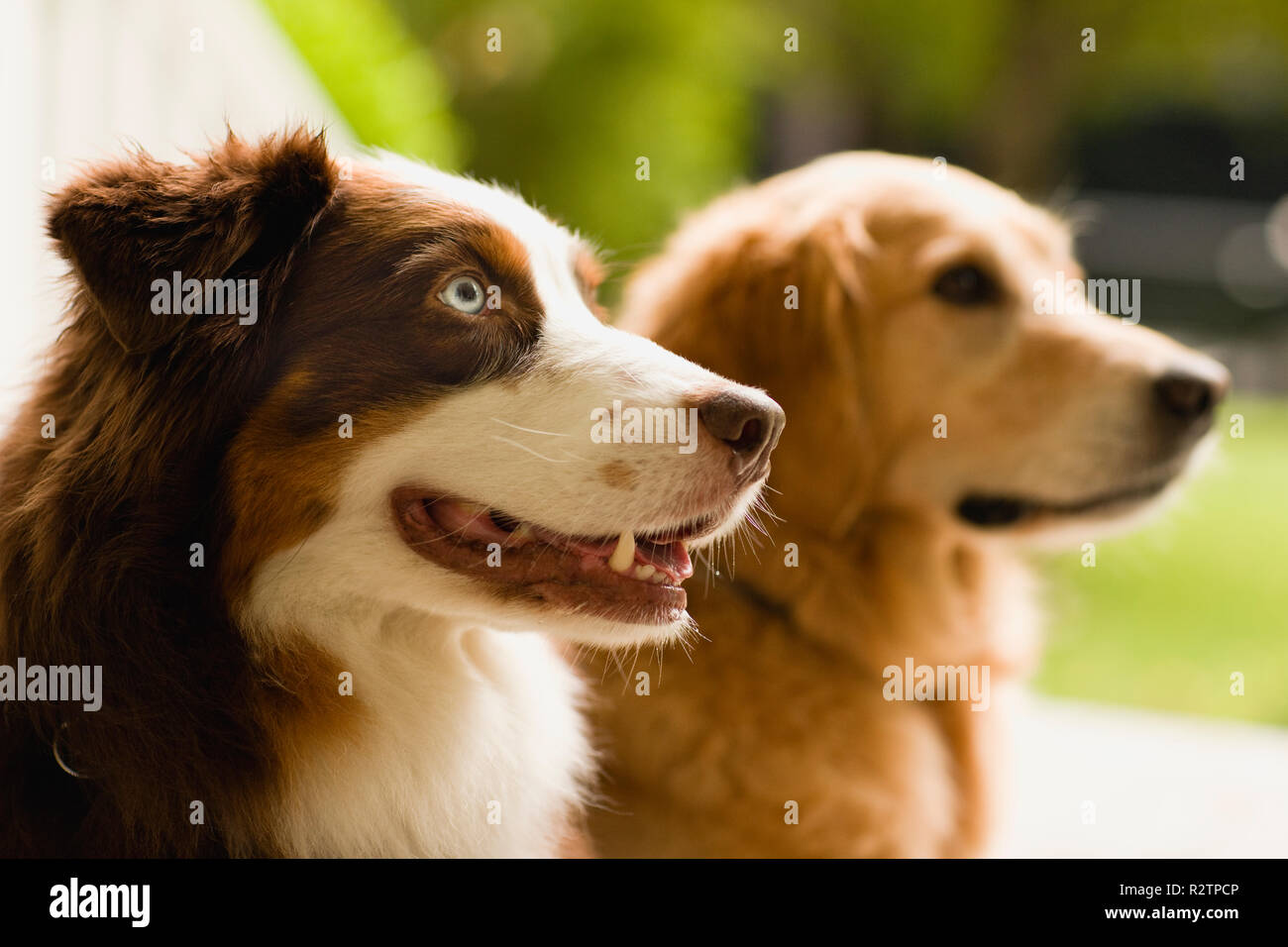Hopefully dog hi-res stock photography and images - Alamy