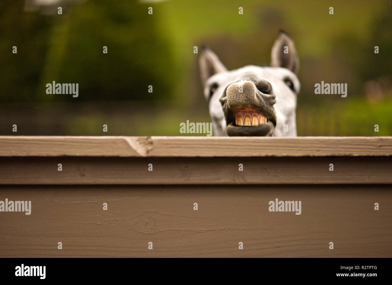 Horse making a face Stock Photo - Alamy