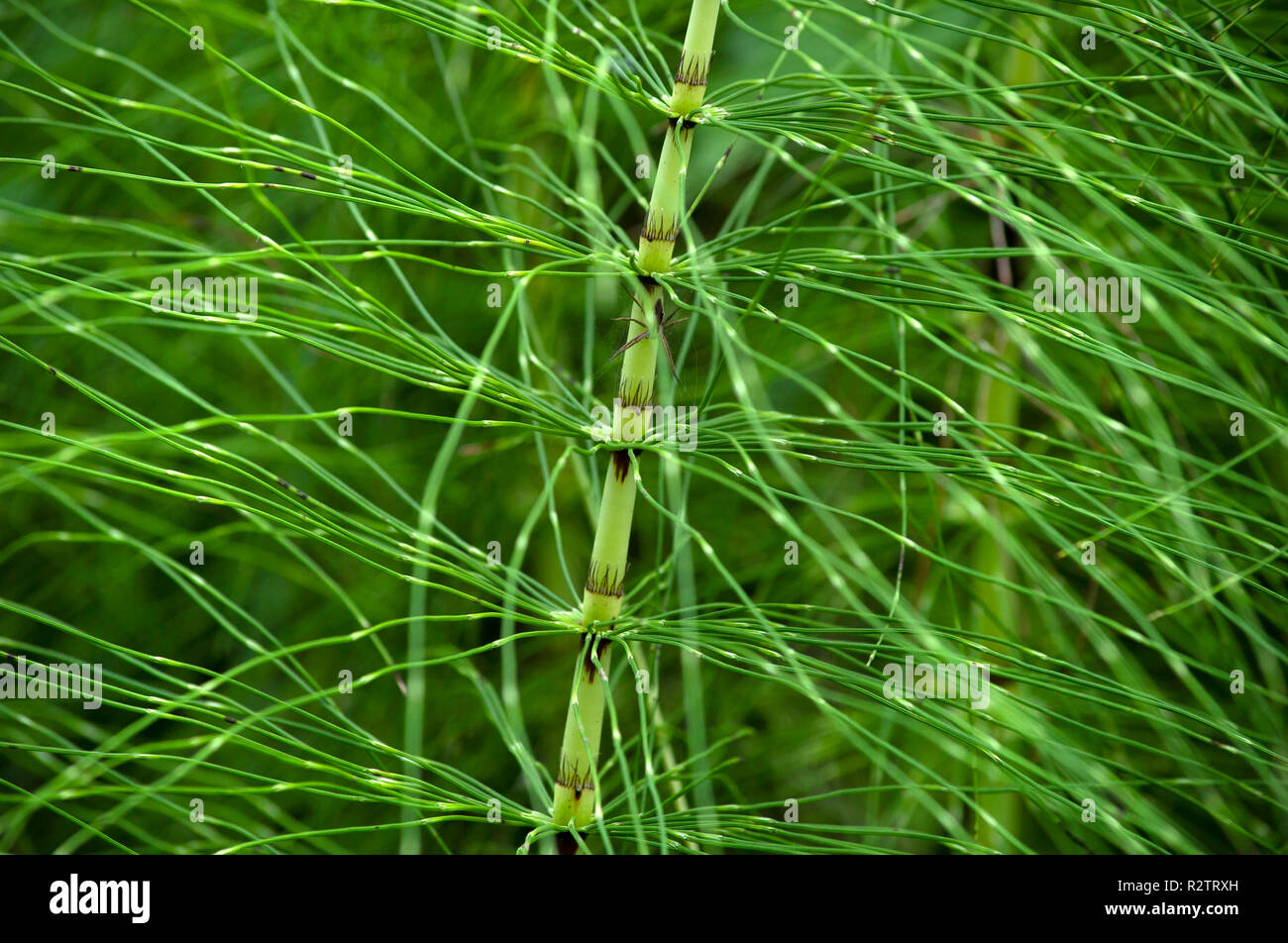 Horsetail fern hi-res stock photography and images - Alamy