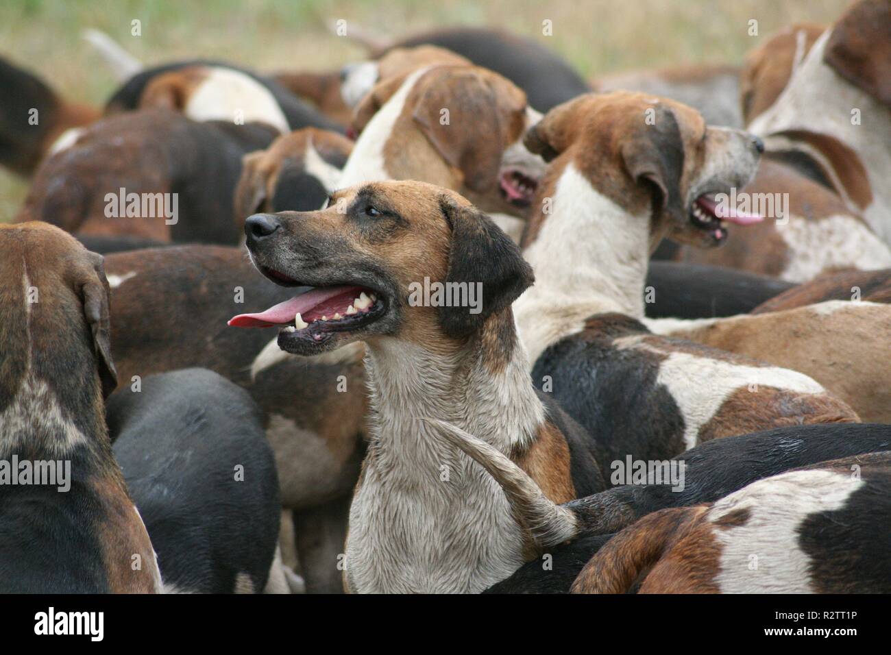 Foxhound Pack Stock Photos & Foxhound Pack Stock Images - Alamy
