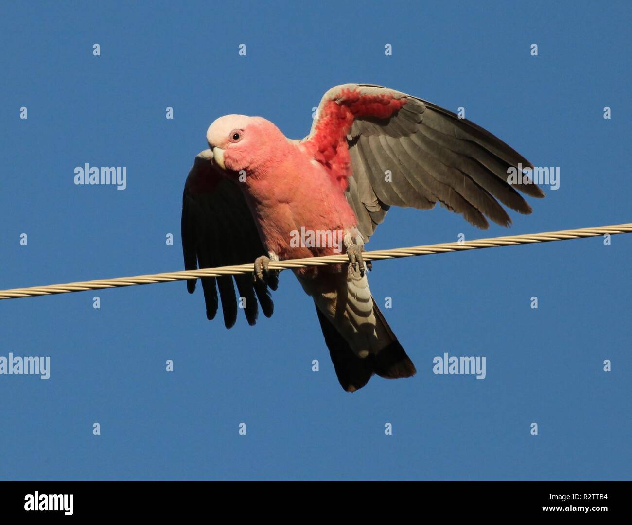 Galah cockatoo hi-res stock photography and images - Alamy