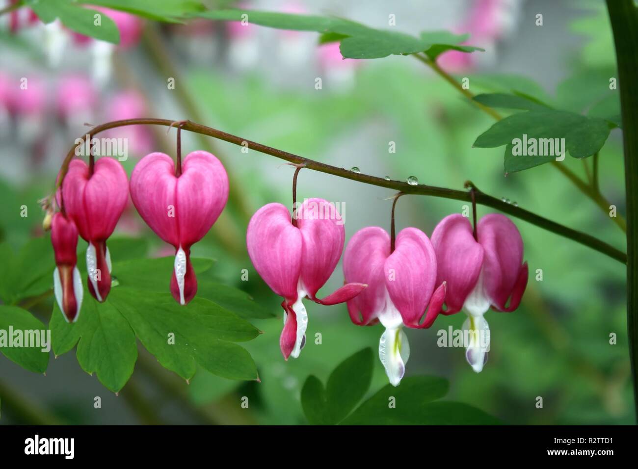 Tearful heart hi-res stock photography and images - Alamy