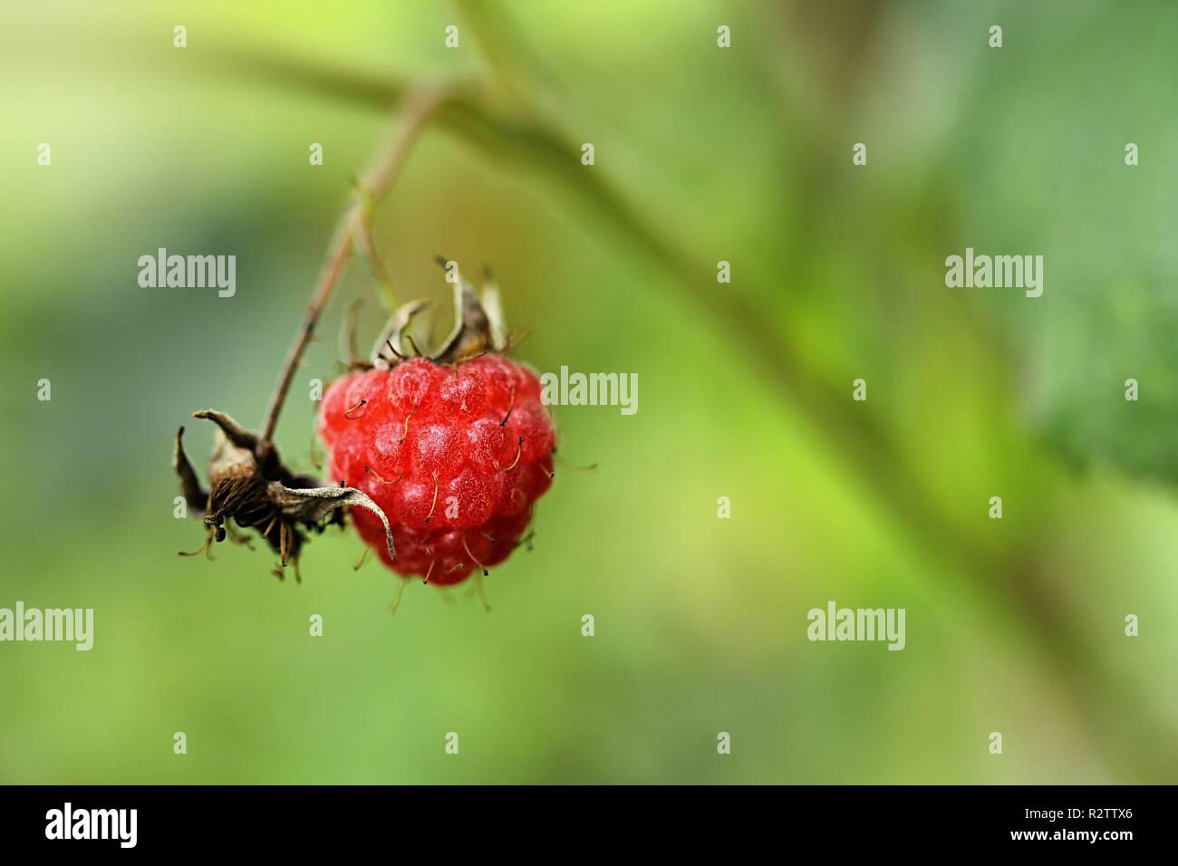 Waldhimbeere hi-res stock photography and images - Alamy