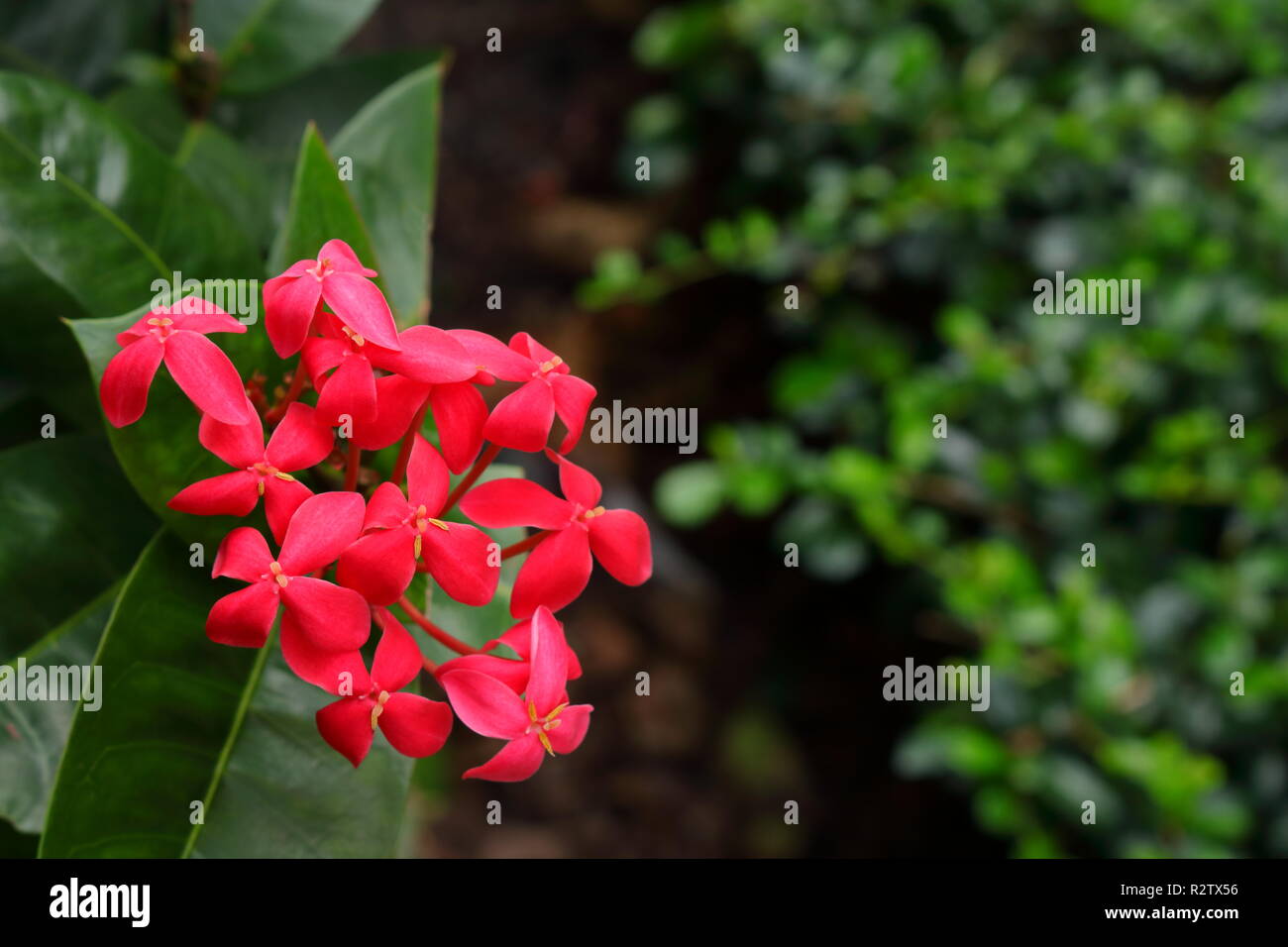 Spike flowers hi-res stock photography and images - Alamy