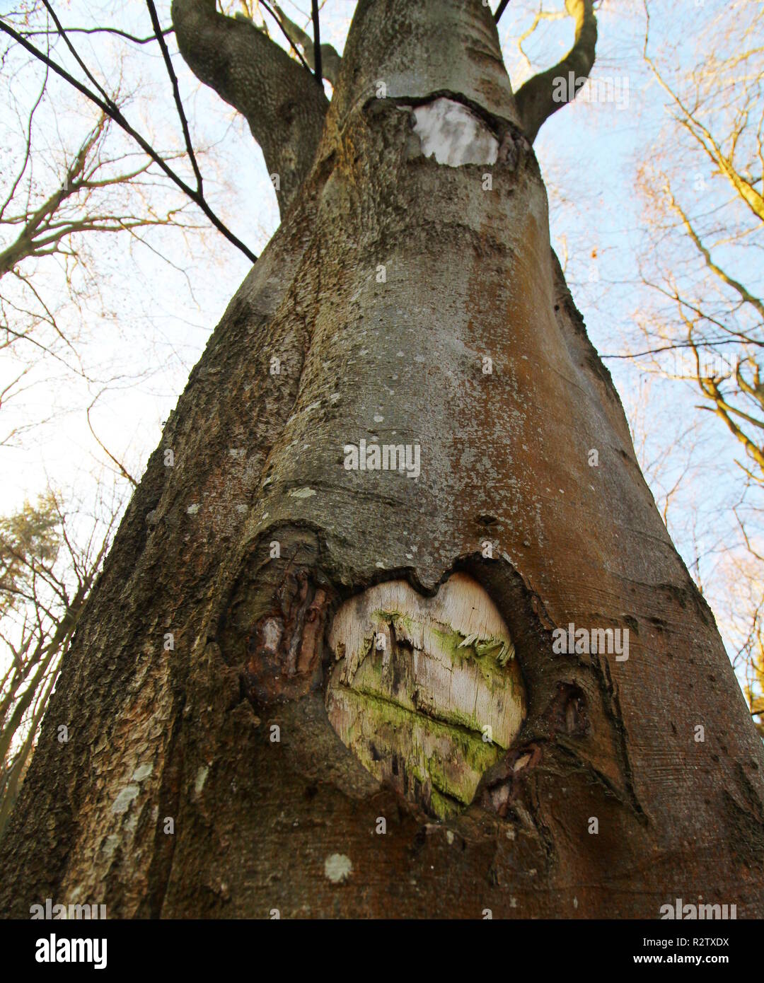 Haugh Woods, Mordiford Stock Photo - Alamy