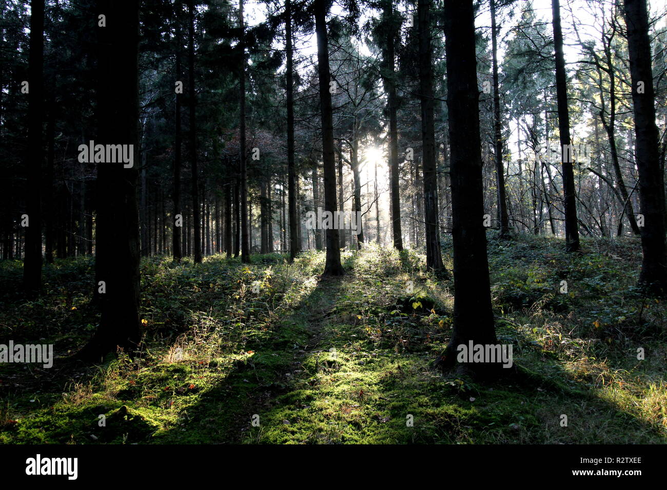 Haugh woods hi-res stock photography and images - Alamy