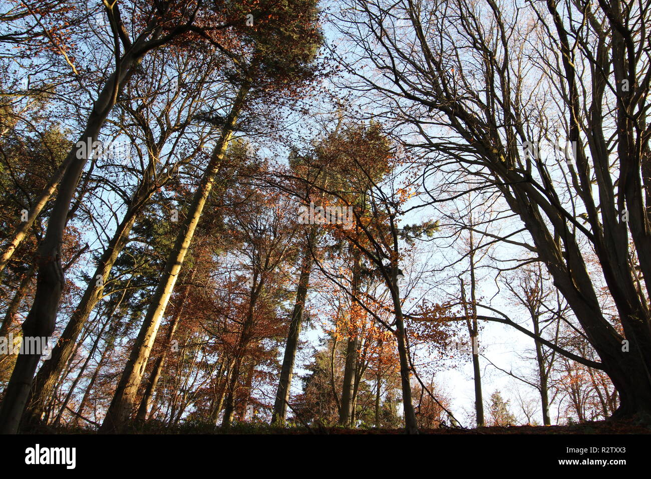 Haugh Woods, Mordiford Stock Photo - Alamy