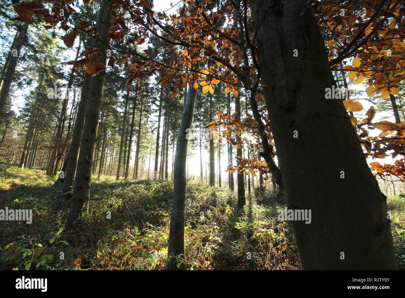 Mordiford, herefordshire hi-res stock photography and images - Alamy