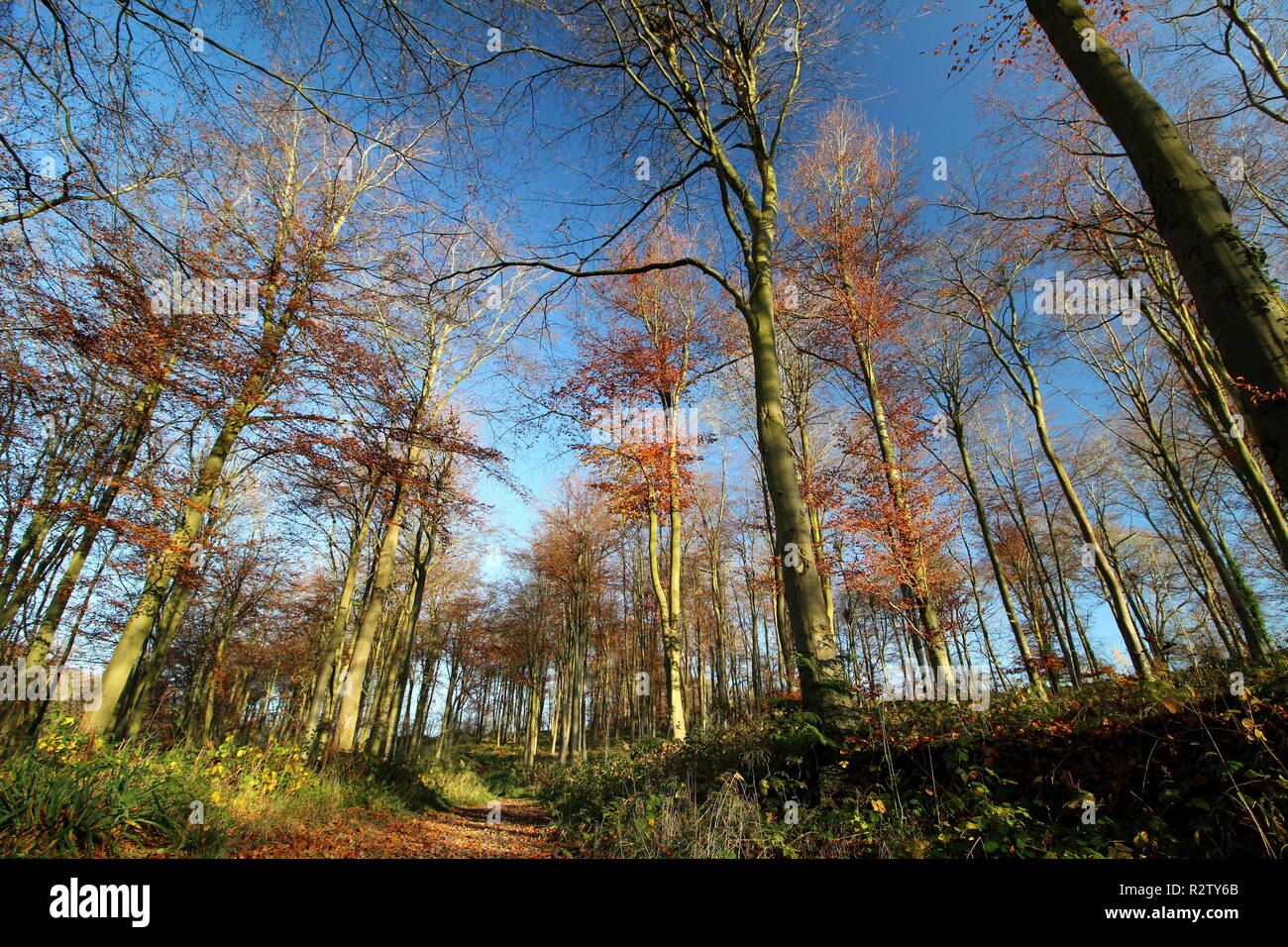 Haugh Woods, Mordiford Stock Photo - Alamy