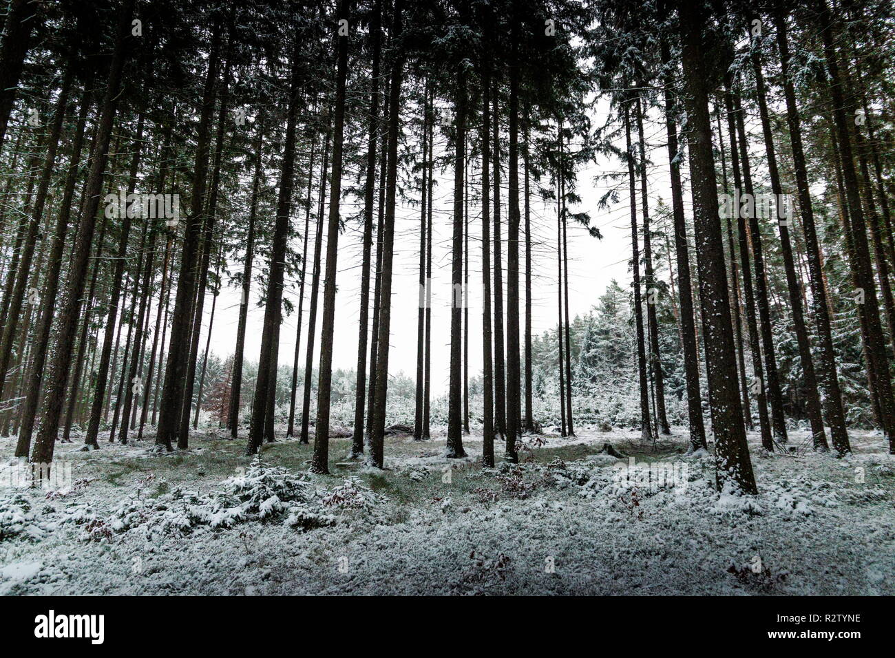 Winter forest with snow on trees and floor Stock Photo - Alamy
