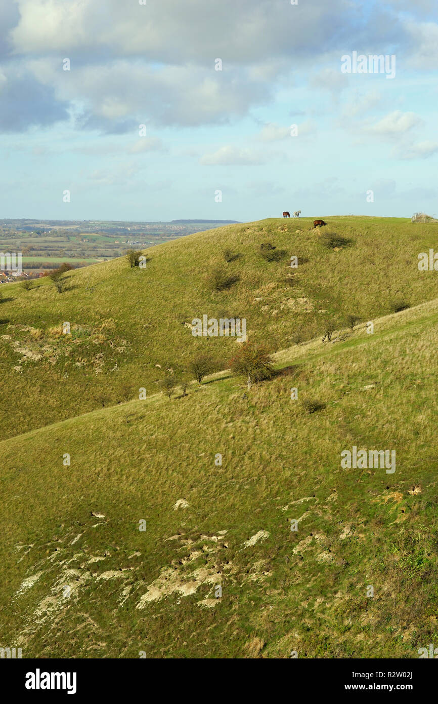 A view over the Barton Hills Nature Reserve in Bedfordshire Stock Photo ...