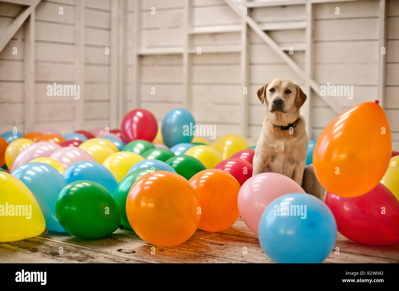Sitting labrador playing wood hi-res stock photography and images - Alamy