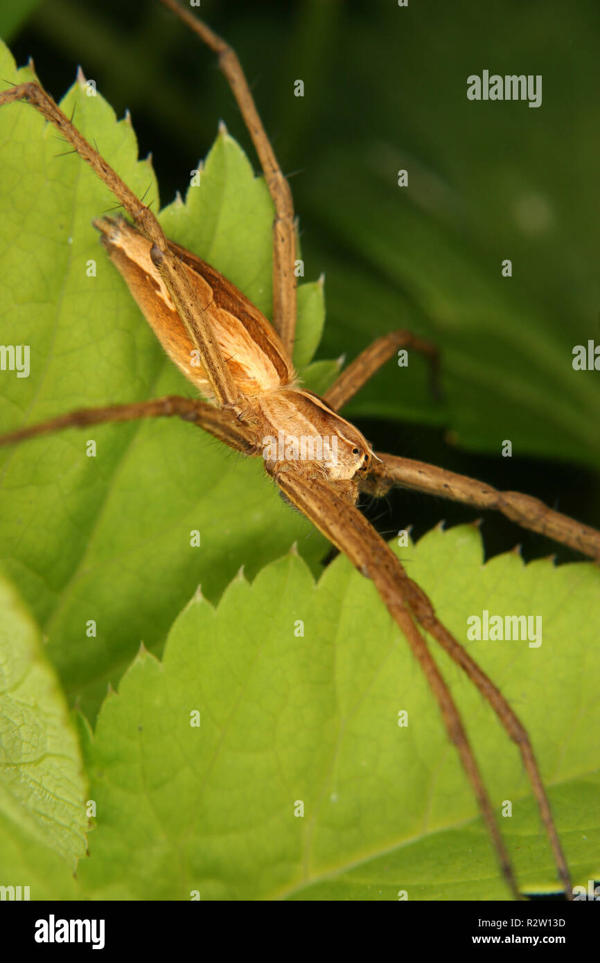 listspinne (pisaura mirabilis Stock Photo - Alamy