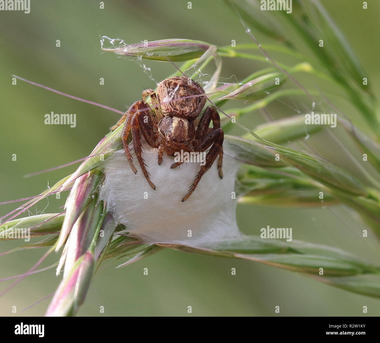 Mating spider hi-res stock photography and images - Alamy