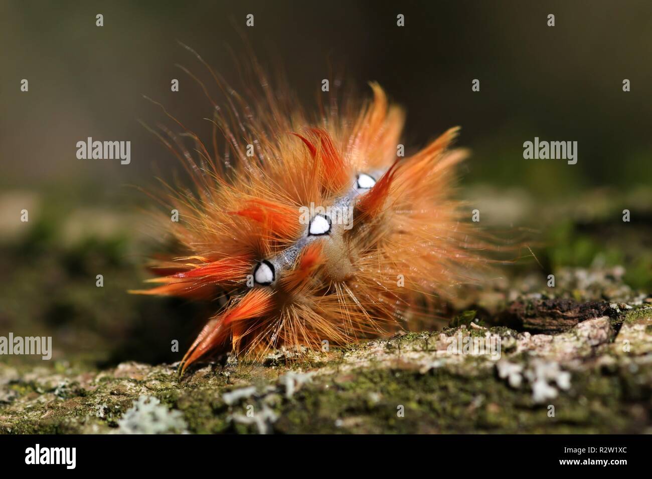 caterpillar of maple moth Stock Photo - Alamy