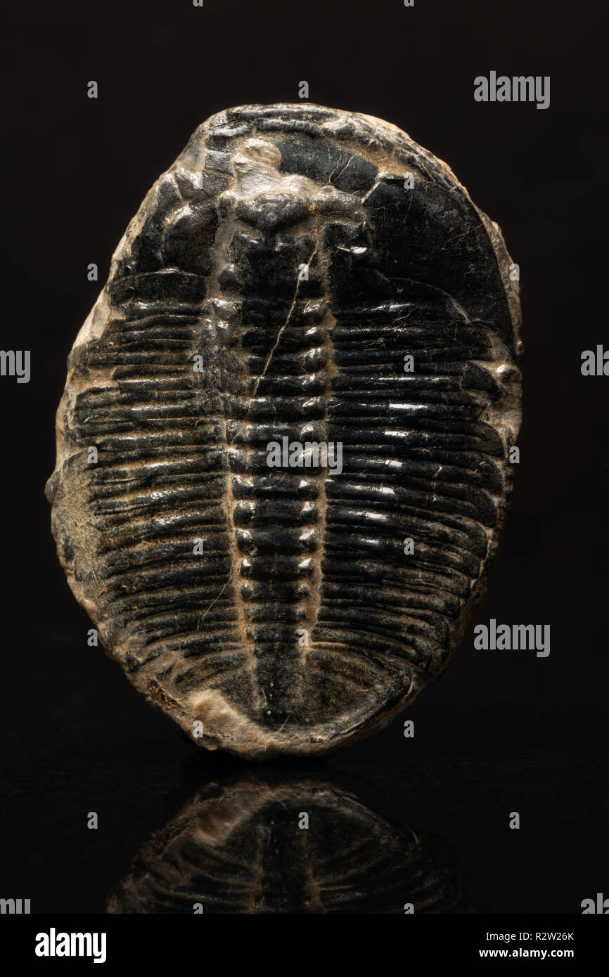 Natural trilobite fossil stone hi-res stock photography and images - Alamy