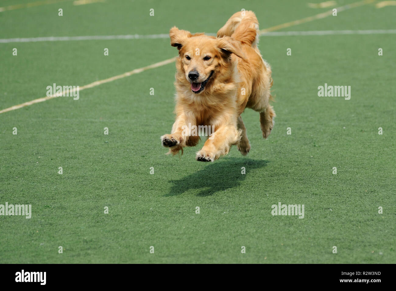 Dog running athletics track hi-res stock photography and images - Alamy