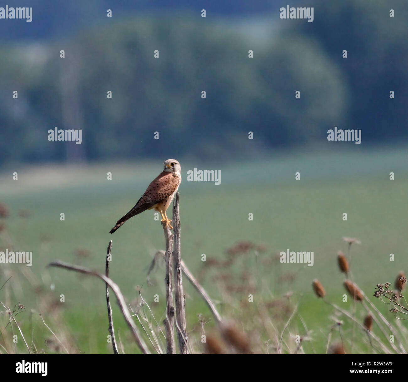 kestrel in habitat Stock Photo - Alamy
