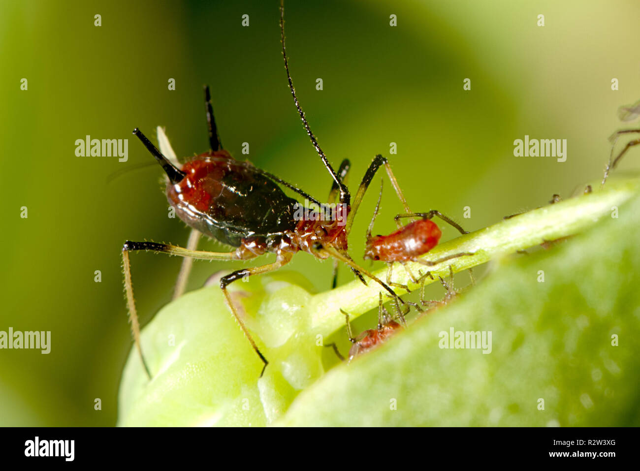 Homopterous insect hi-res stock photography and images - Alamy