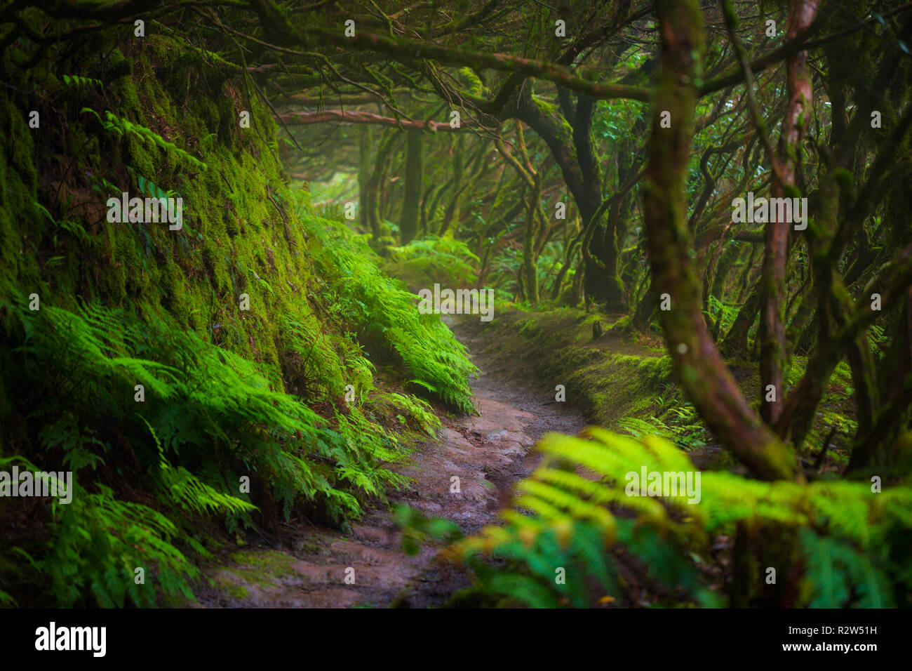 Path in the rainforest hi-res stock photography and images - Alamy