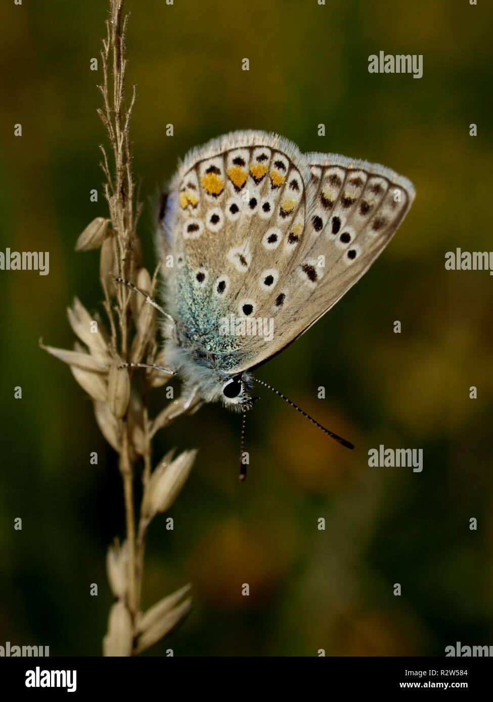 Uling hi-res stock photography and images - Alamy