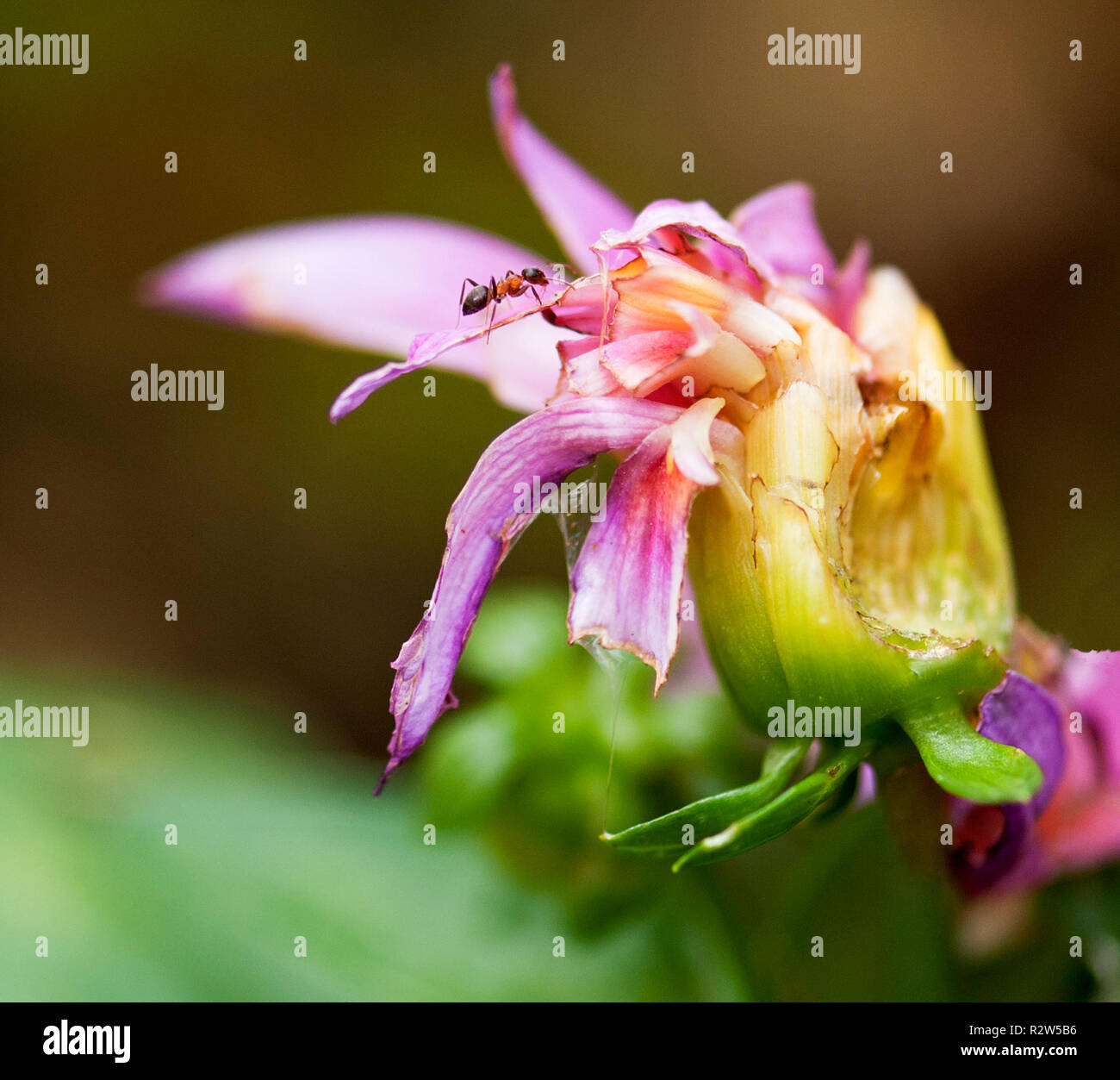 diet of ant Stock Photo - Alamy