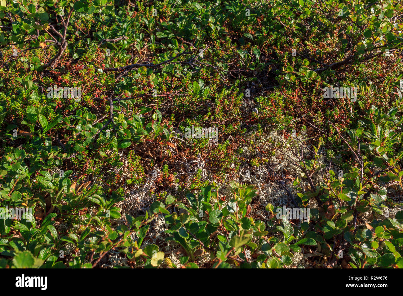 Dwarf birch and rhododendrons - the basis of Taiga. Background of the ...
