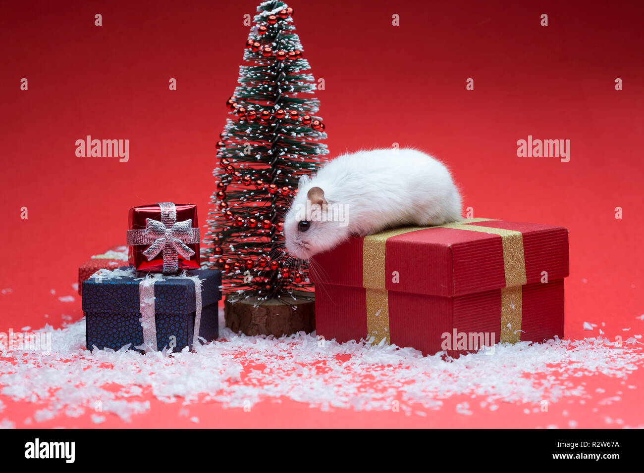 Cute hamster on red background with christmas tree and gifts and snow ...