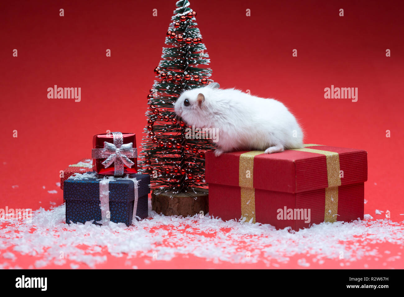 Cute hamster on red background with christmas tree and gifts and snow ...