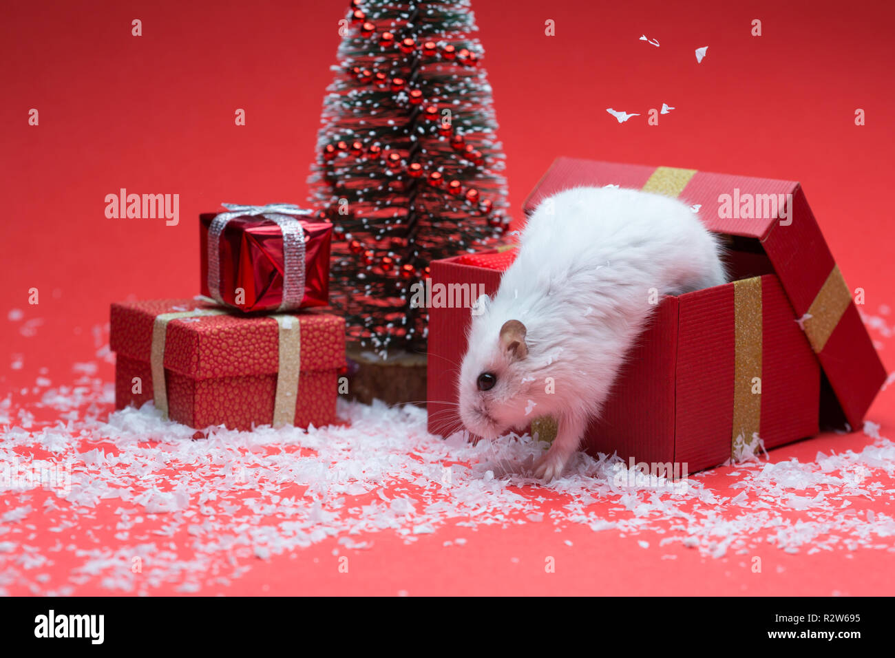 Cute hamster on red background with christmas tree and gifts and snow ...