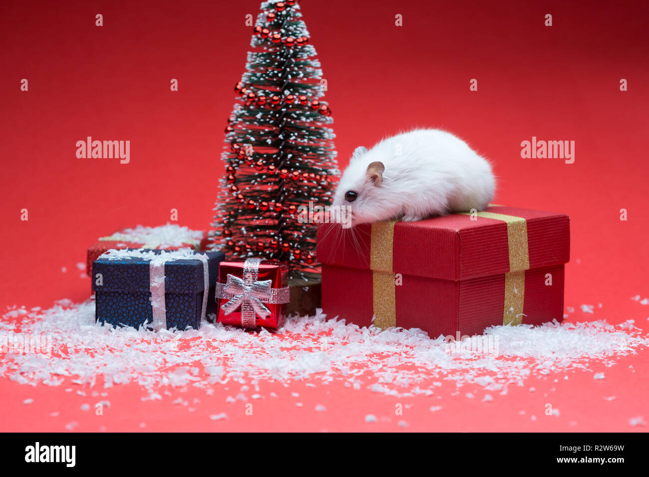 Cute hamster on red background with christmas tree and gifts and snow ...