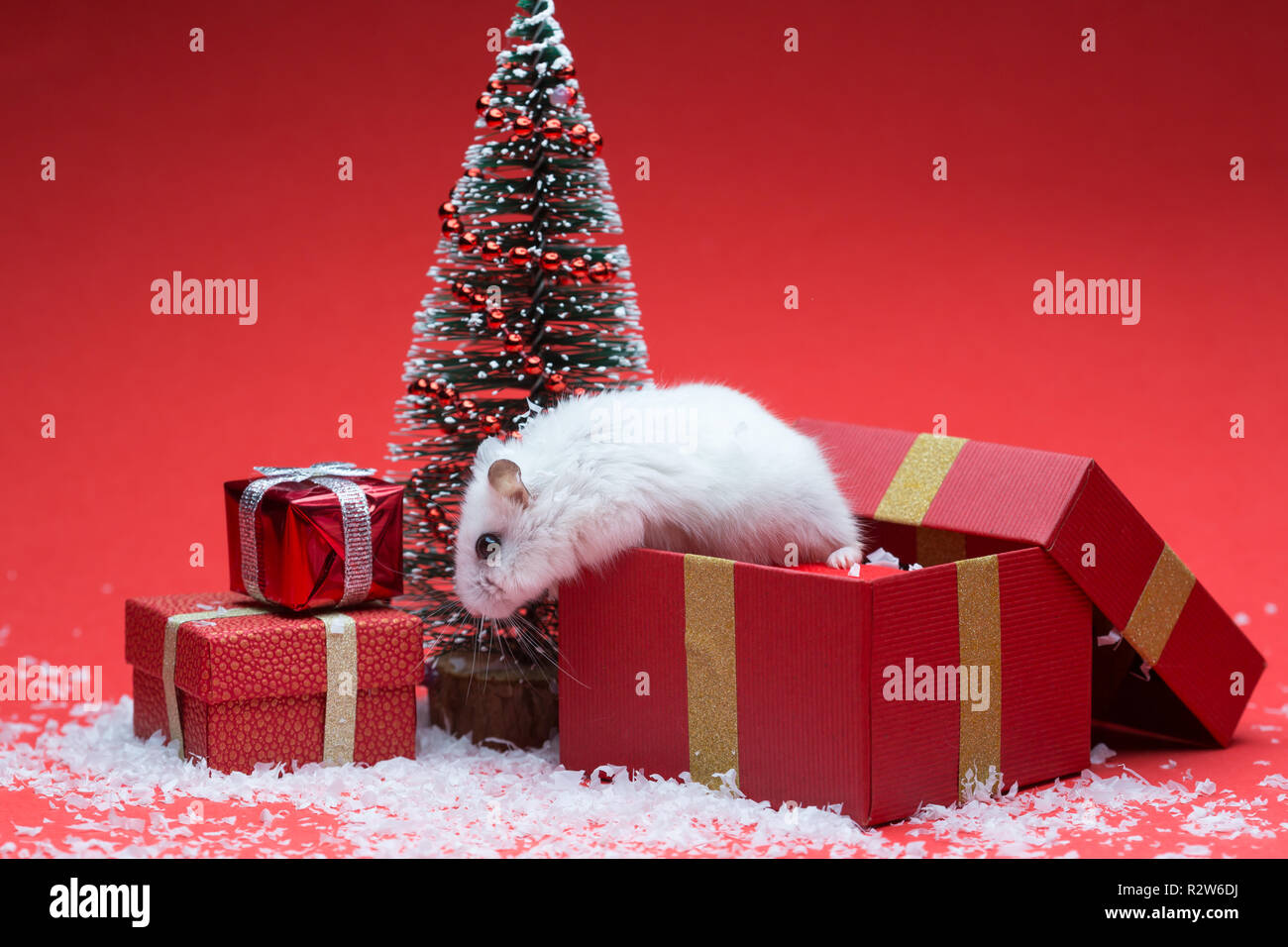 Cute hamster on red background with christmas tree and gifts and snow ...