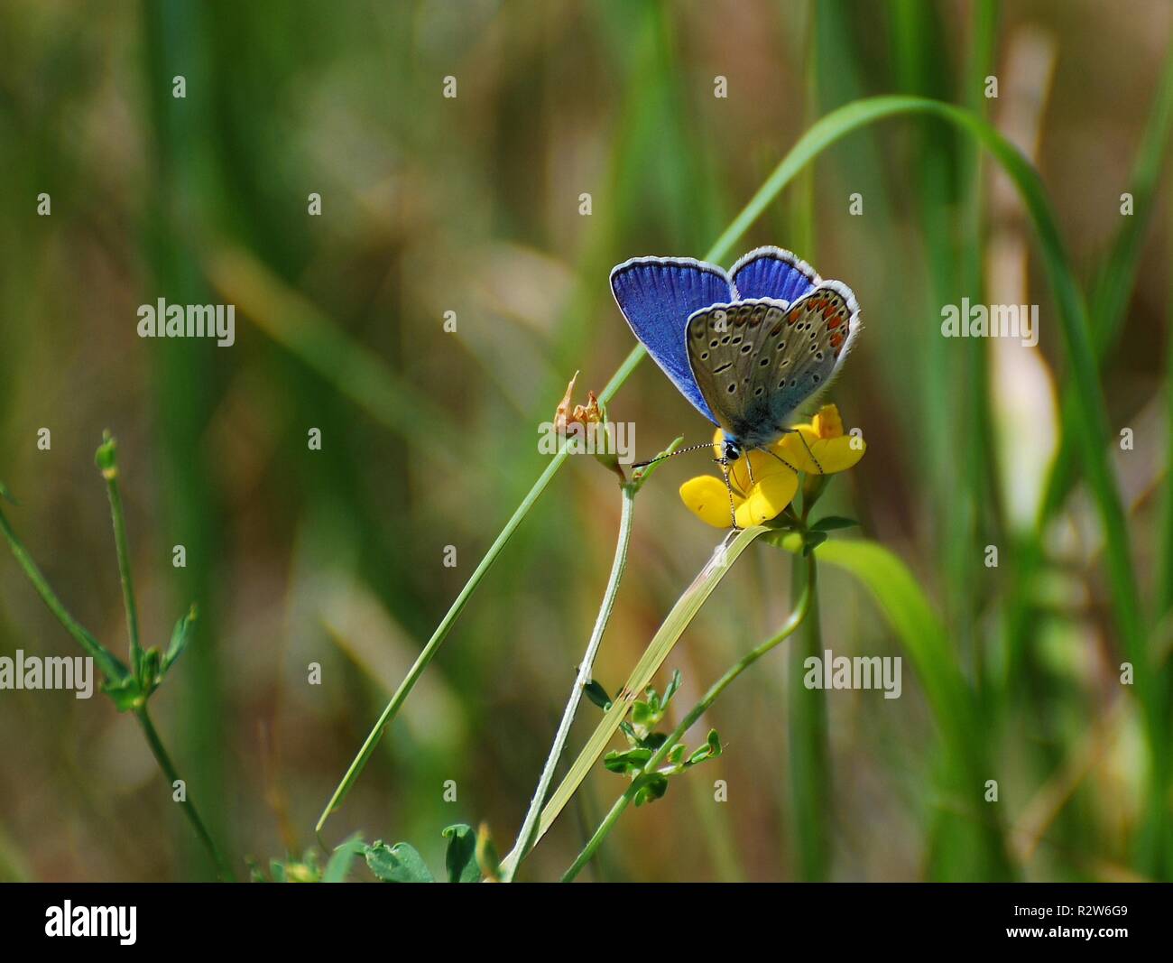 Uling hi-res stock photography and images - Alamy