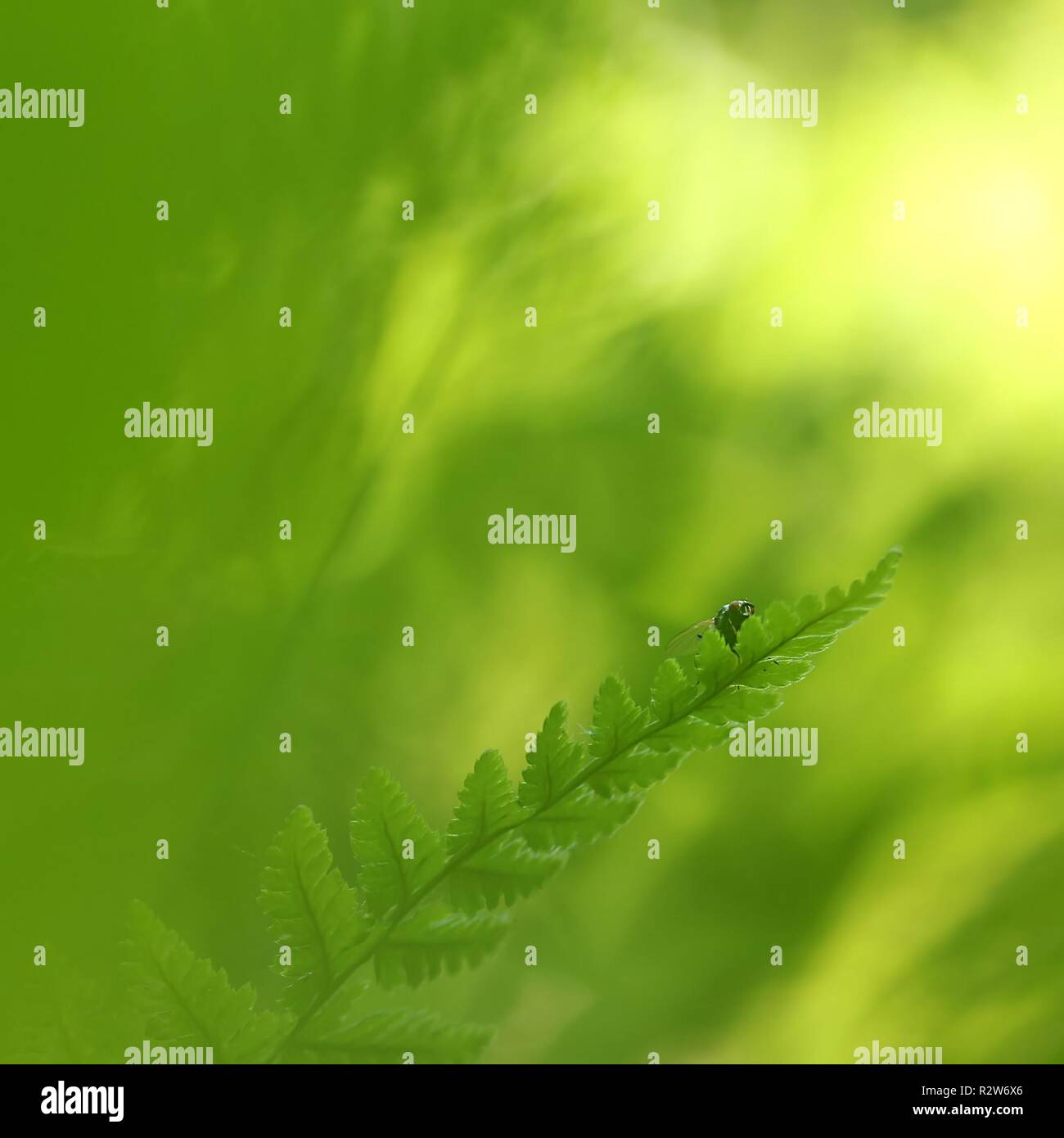 fern with fly Stock Photo - Alamy
