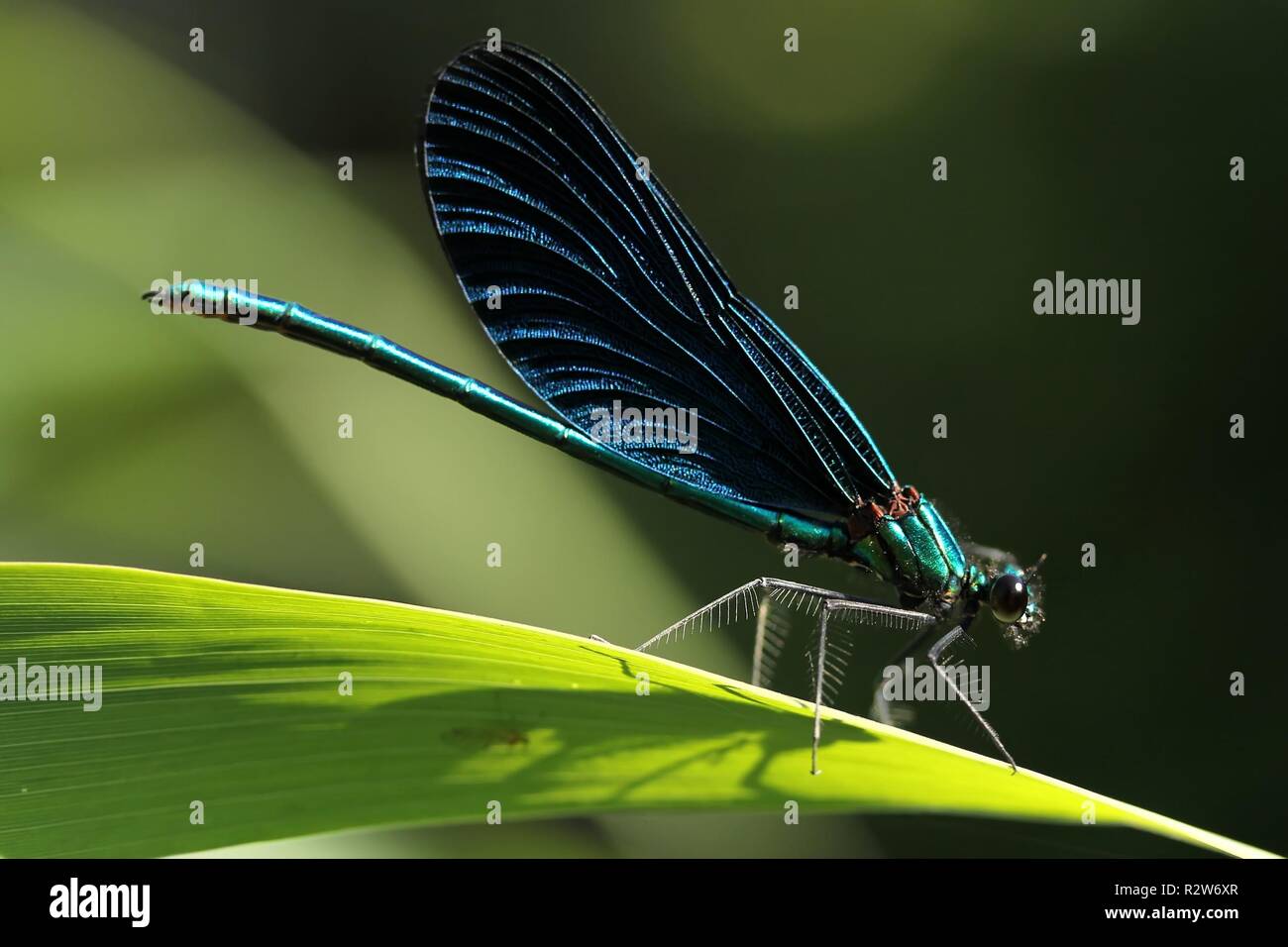 male of the blue-winged dragonfly (calopteryx virgo Stock Photo - Alamy