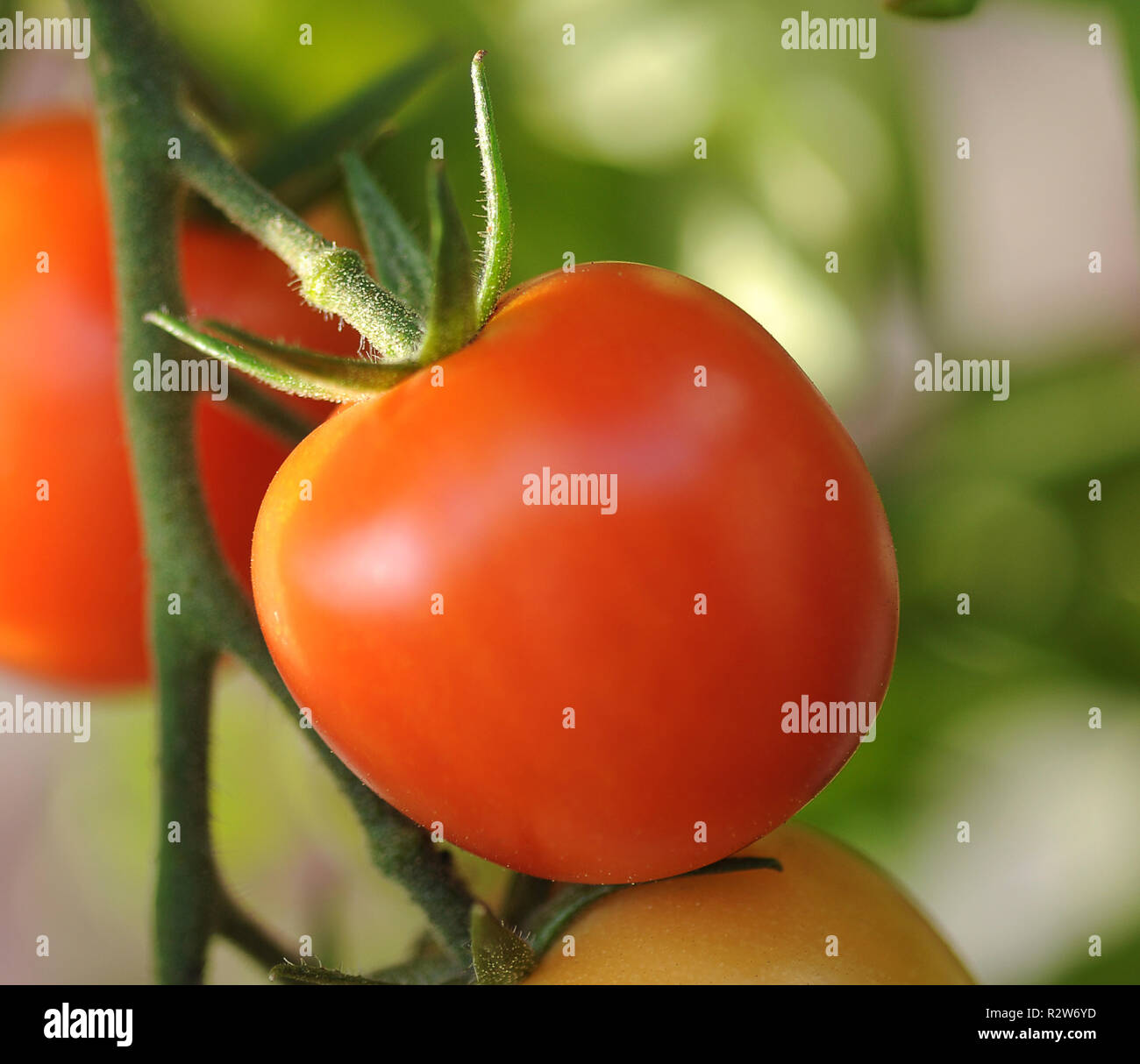 Minitomaten hi-res stock photography and images - Alamy