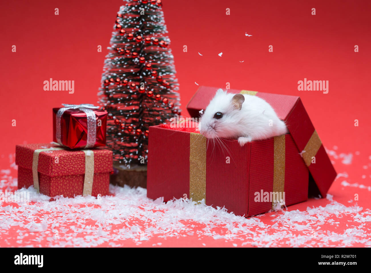 Cute hamster on red background with christmas tree and gifts and snow ...