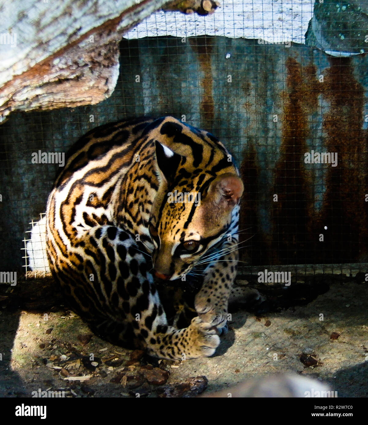 Portrait of sitting ocelot in Galibi at Suriname Stock Photo - Alamy