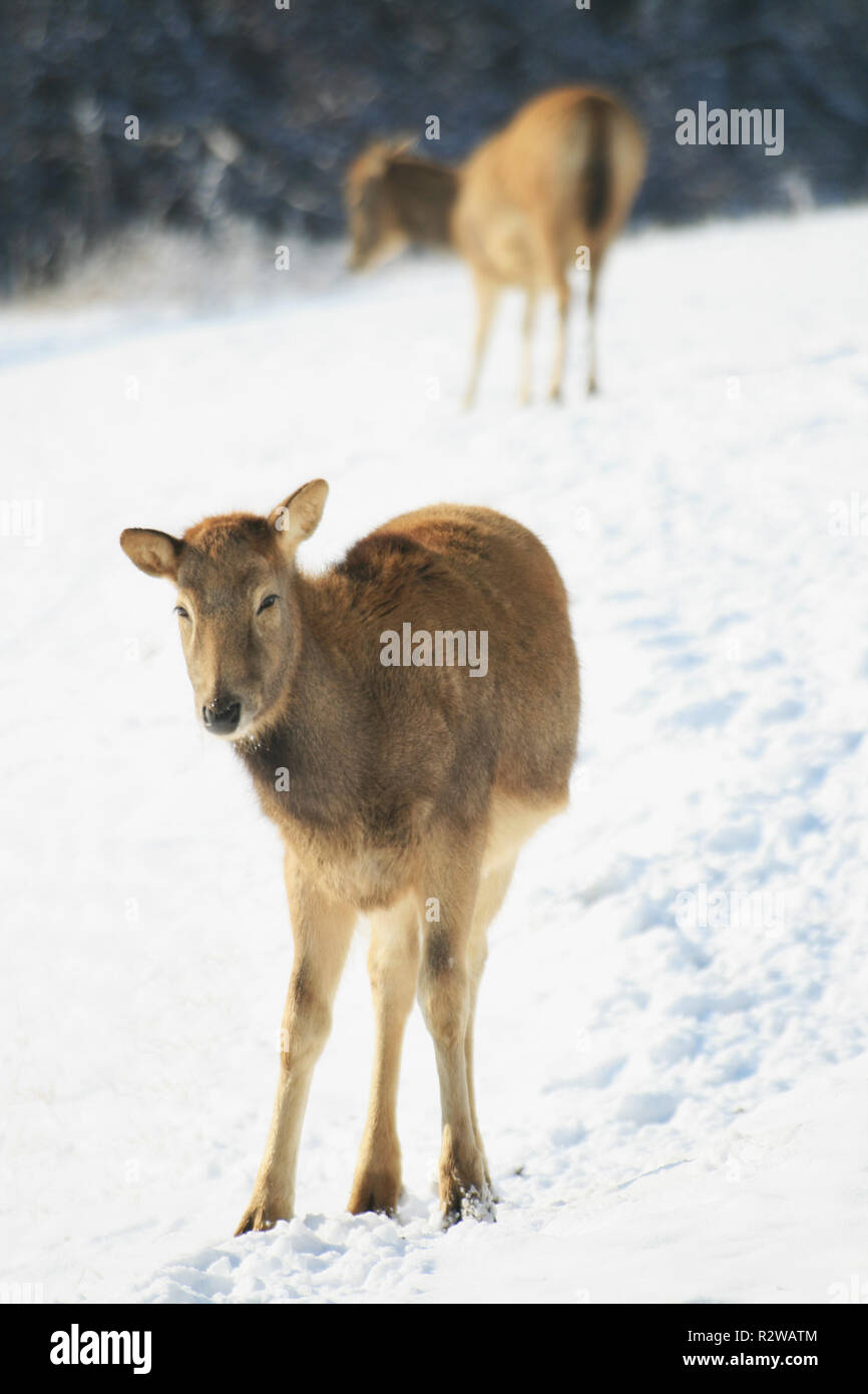 Hirsch tierfoto hi-res stock photography and images - Alamy