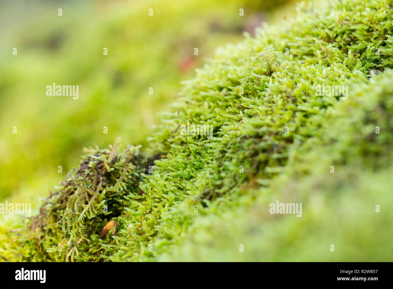 Fresh photo of nature hi-res stock photography and images - Alamy