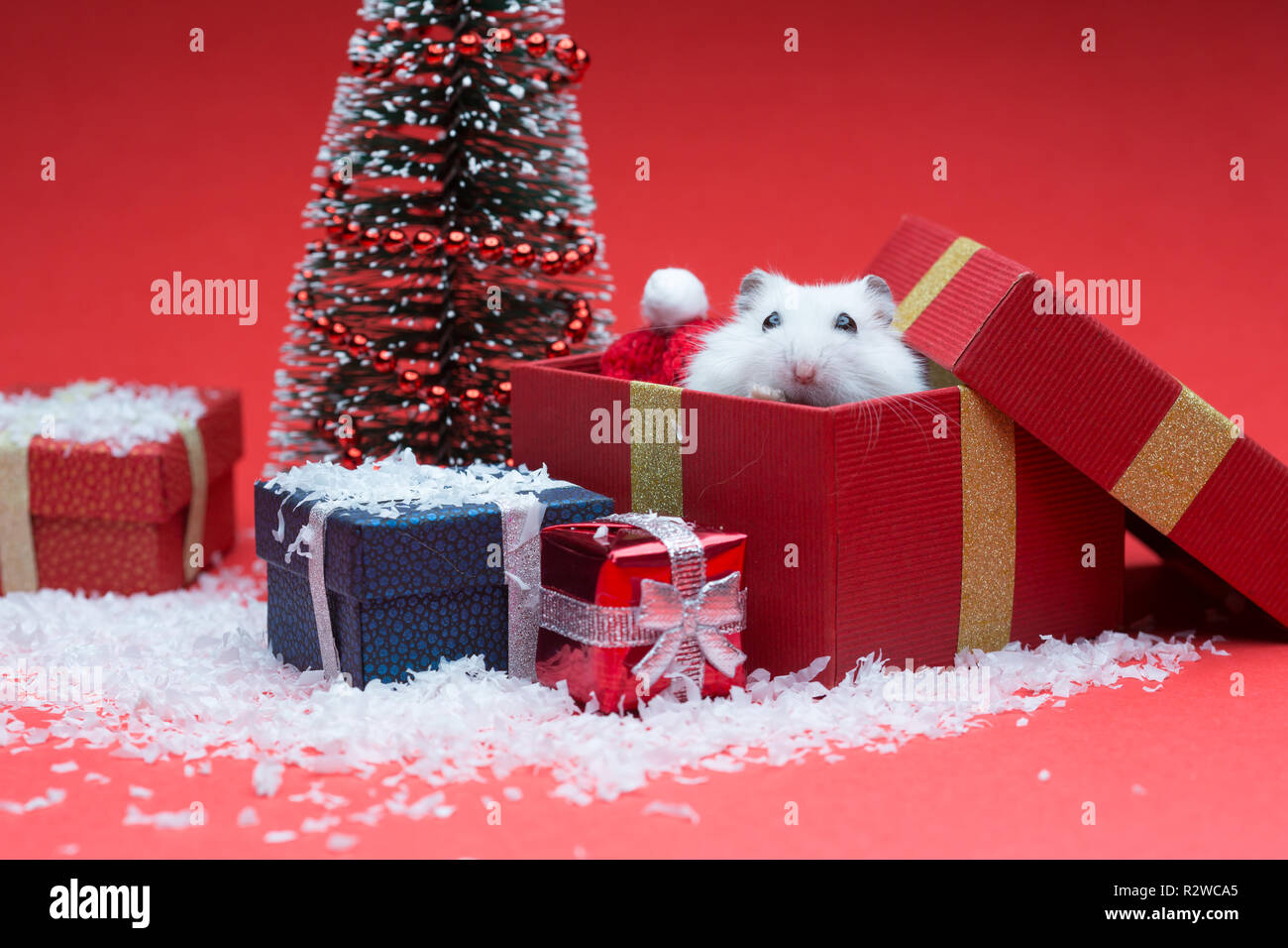 Cute hamster on red background with christmas tree and gifts Stock ...