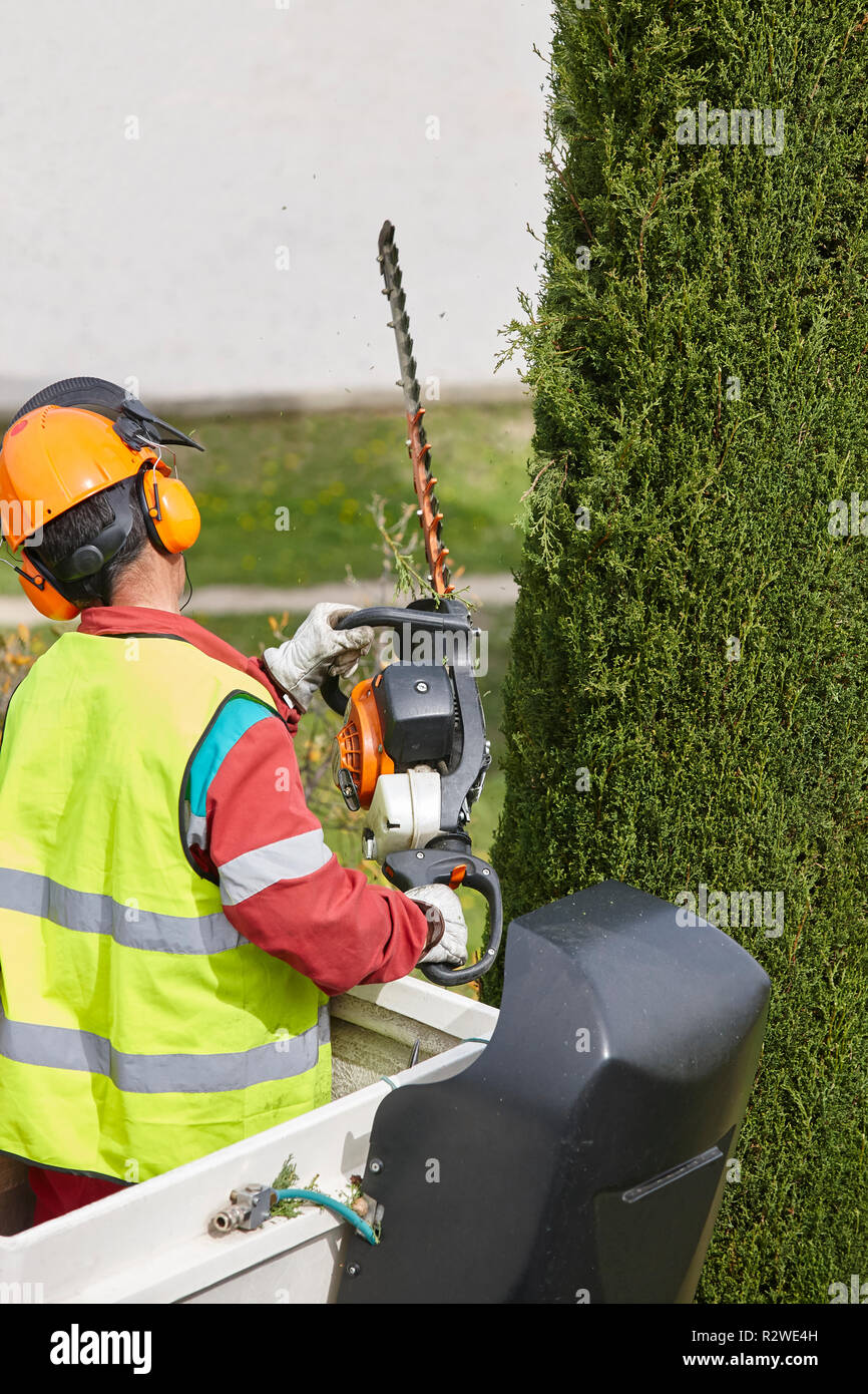 Equiped worker pruning a tree on a crane. Gardening works Stock Photo ...