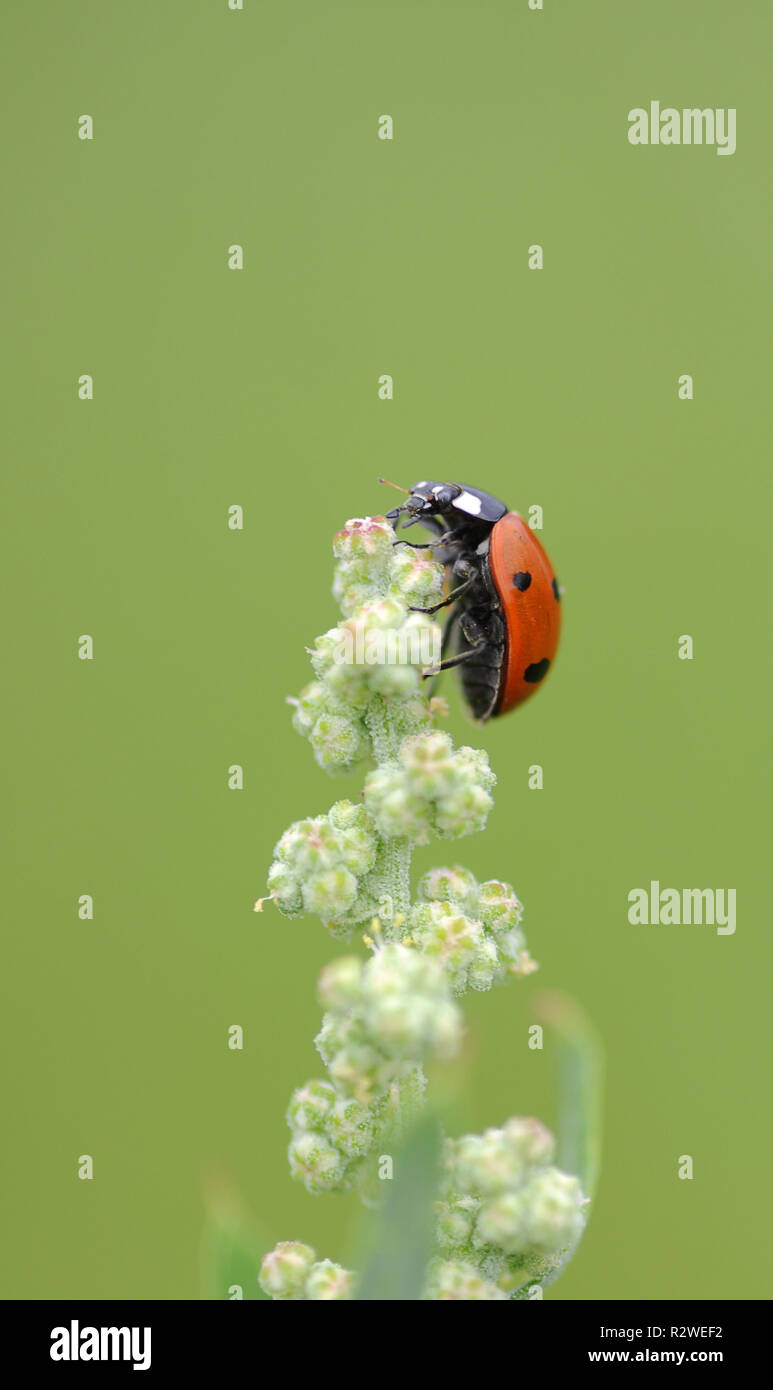 Native ladybug hi-res stock photography and images - Alamy