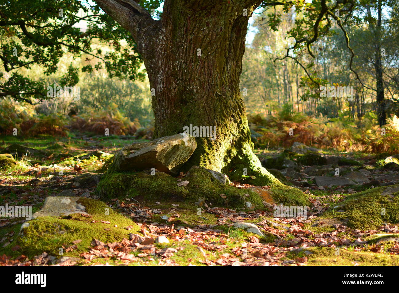 Large Oak Trunk Stock Photo - Alamy