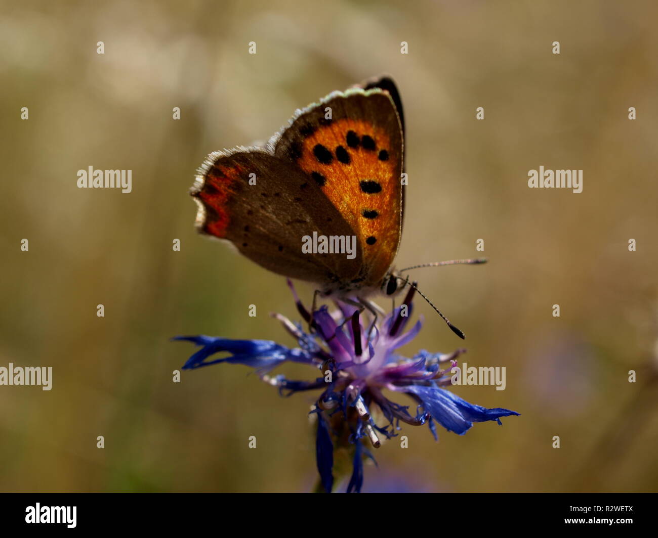 Fire butterflies hi-res stock photography and images - Alamy