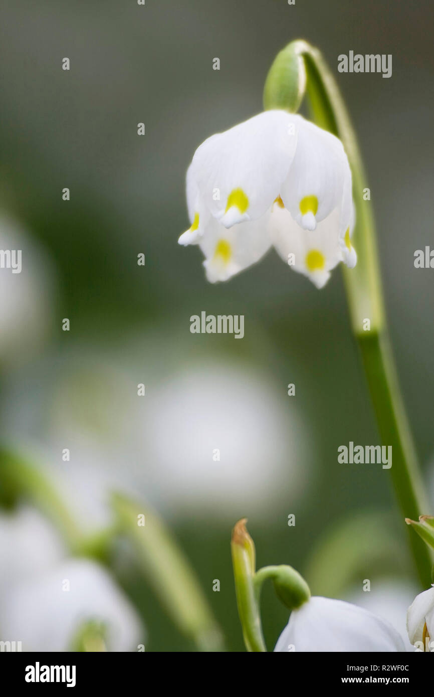 Schneegla hi-res stock photography and images - Alamy