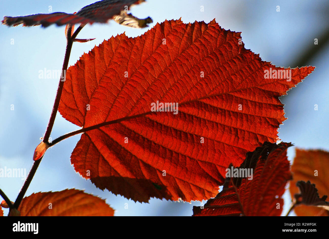 Haselnussblatt hi-res stock photography and images - Alamy