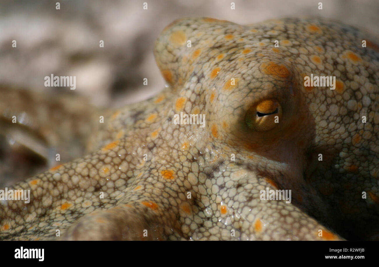 Oktopuss hi-res stock photography and images - Alamy